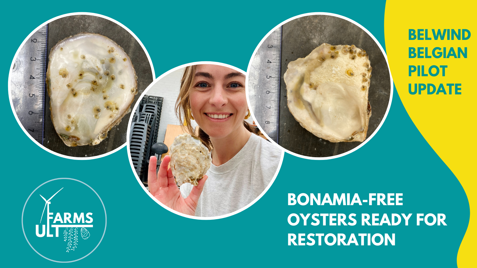 Belwind Belgian Pilot Update - May 2024 | ULTFARMS